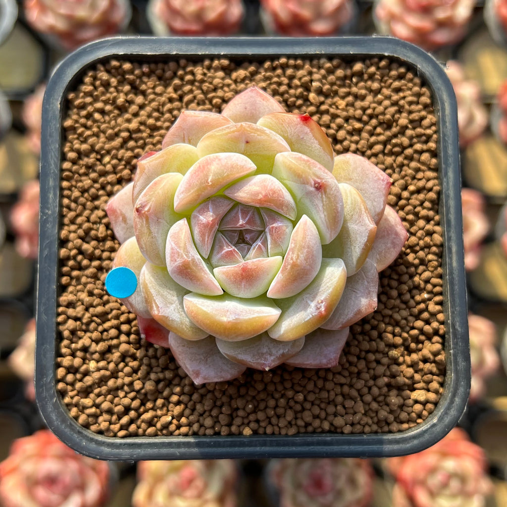 Echeveria 'Ice Soul' 2" Succulent Plant Cutting – True Succulents Plant Co.