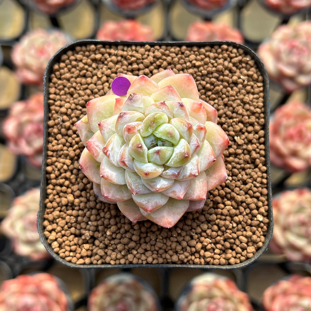 Echeveria 'Glazed Calyx' 2" Succulent Plant Cutting – True Succulents ...