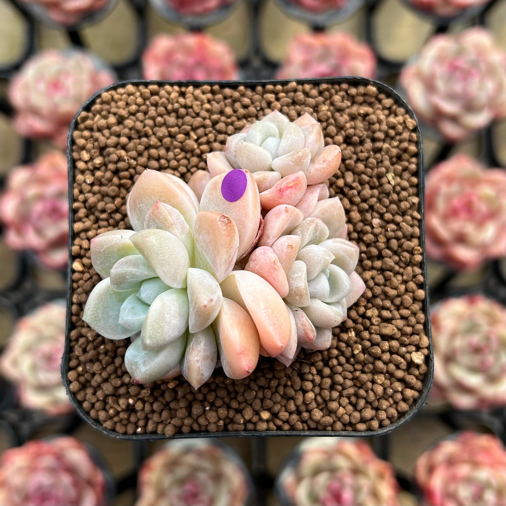 Graptosedum sp. 1" Succulent Plant Cutting – True Succulents Plant Co.