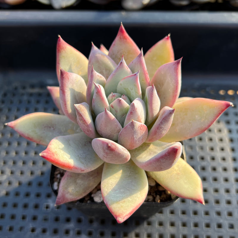 Echeveria Colorata Hybrid 3" Succulent Plant Cutting – True Succulents ...