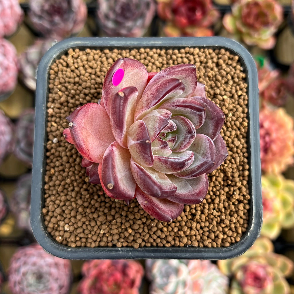 Echeveria 'Lovebird' 2" Seed-Grown Unique Individual Succulent Plant C ...