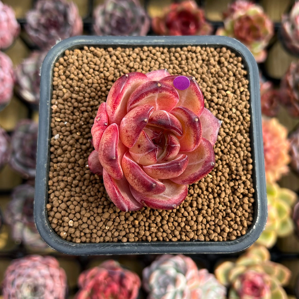 Echeveria 'Lovebird' 2" Seed-Grown Unique Individual Succulent Plant C ...