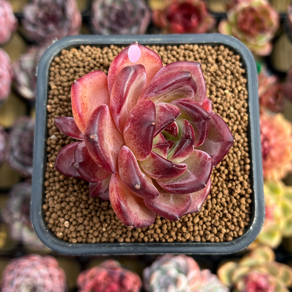 Echeveria 'Lovebird' 2" Seed-Grown Unique Individual Succulent Plant C ...