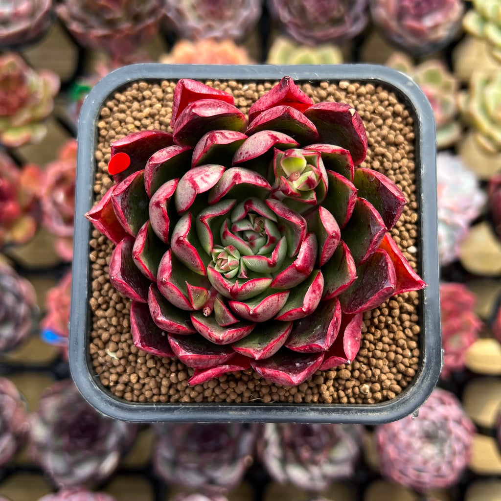 Echeveria 'Crayon' 2" Succulent Plant Cutting – True Succulents Plant Co.