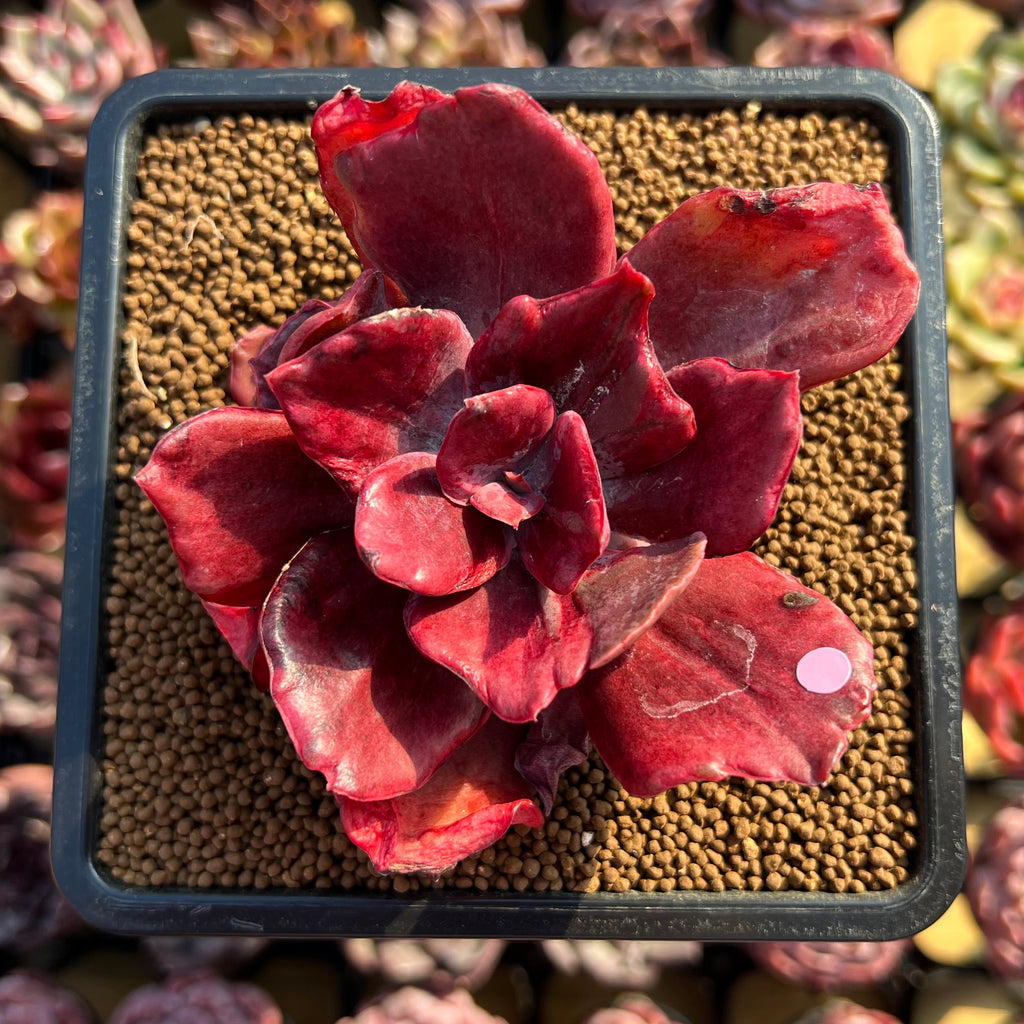 Echeveria 'Diamond State' Variegated 2"-3" Succulent Plant Cutting ...