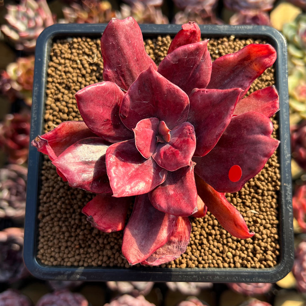 Echeveria 'Diamond State' Variegated 2"-3" Succulent Plant Cutting ...