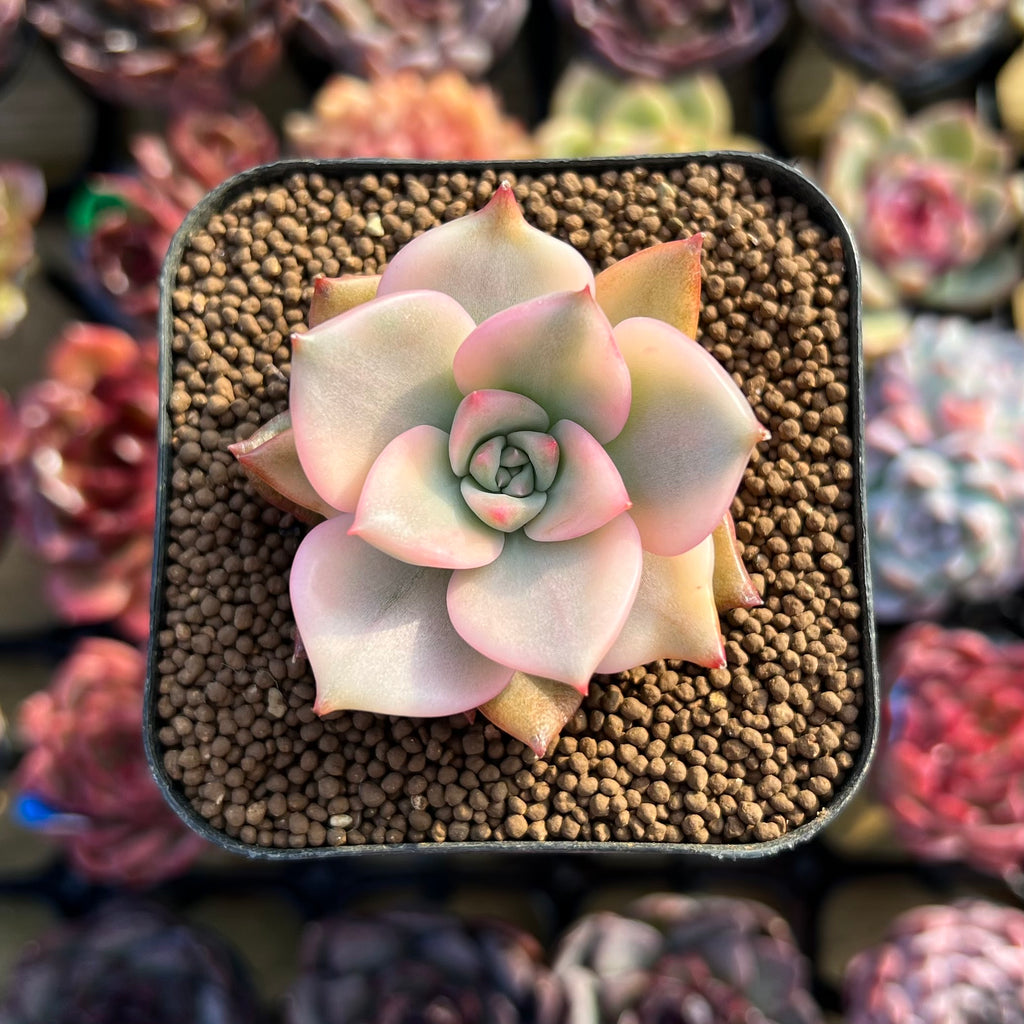 Echeveria 'Chimera' Variegated 1" Succulent Plant Cutting – True ...