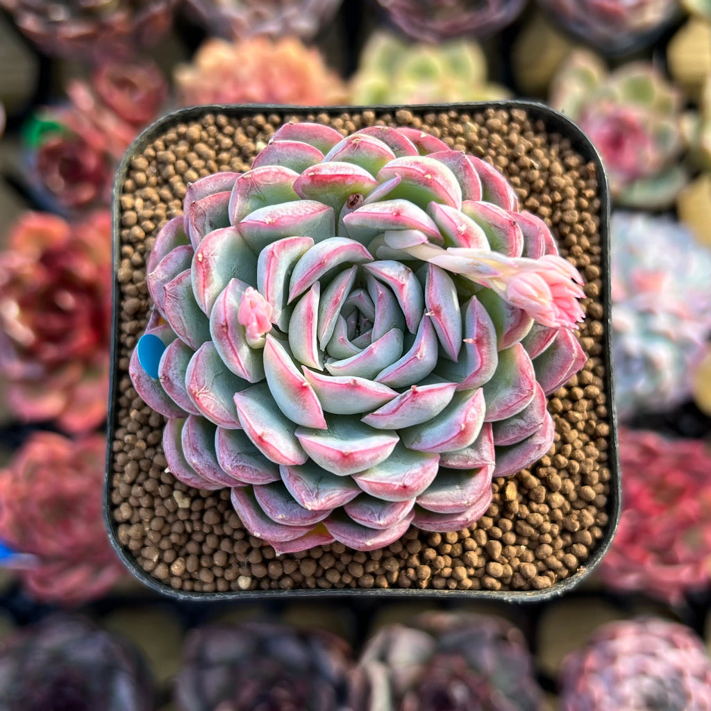 Echeveria 'Lotus Perfume' 2" Succulent Plant Cutting – True Succulents ...