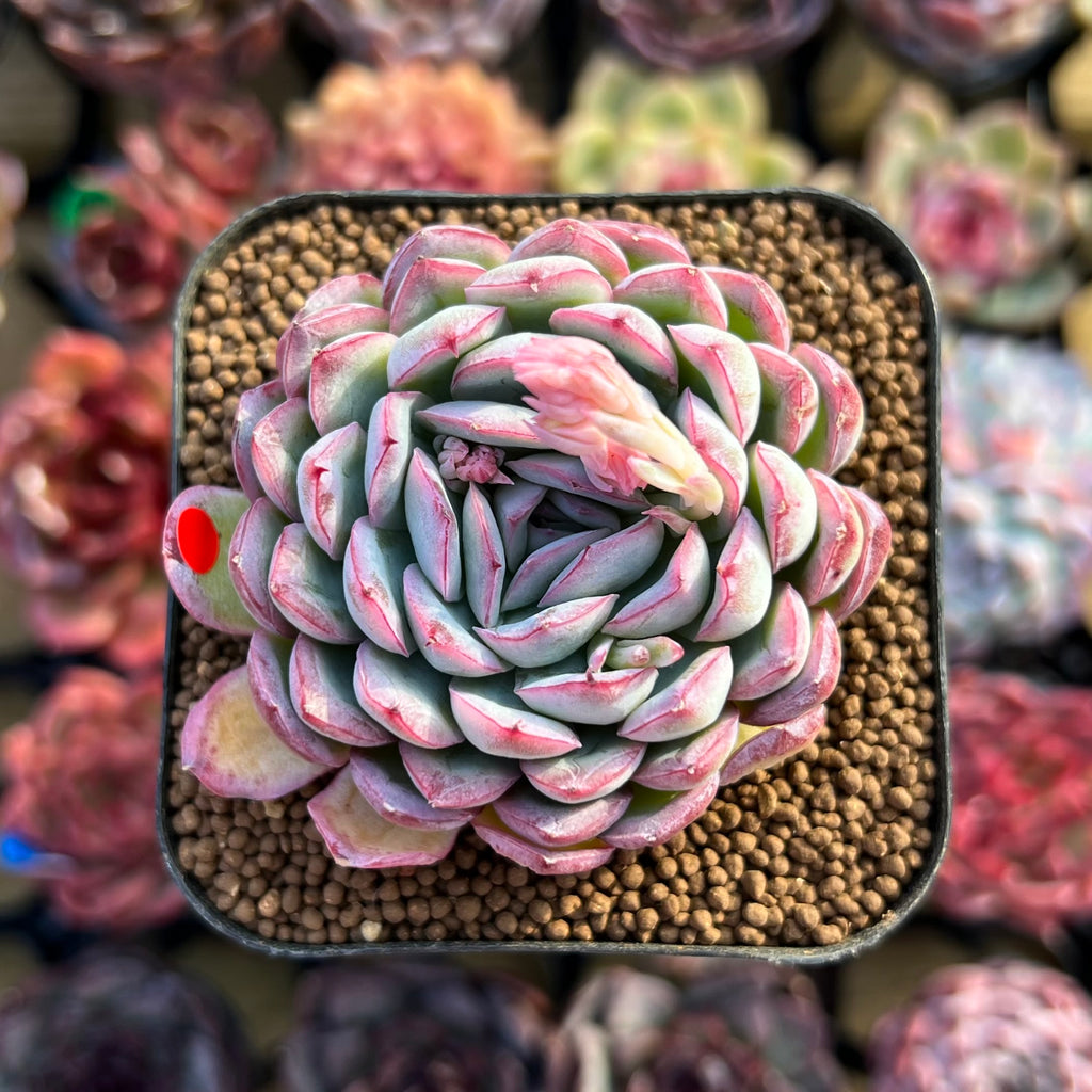 Echeveria 'Lotus Perfume' 2" Succulent Plant Cutting – True Succulents ...