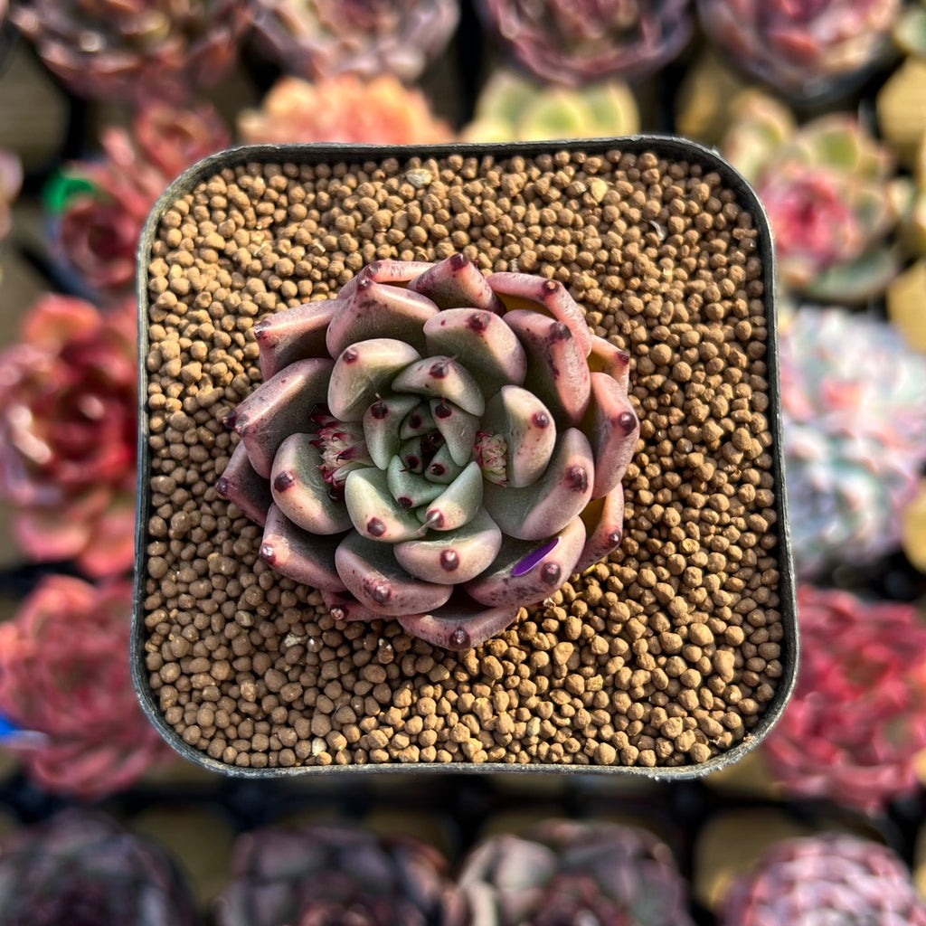 Echeveria 'Meshid' 2" Succulent Plant Cutting – True Succulents Plant Co.