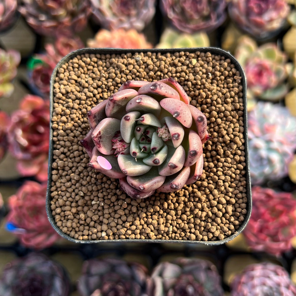 Echeveria 'Meshid' 2" Succulent Plant Cutting – True Succulents Plant Co.