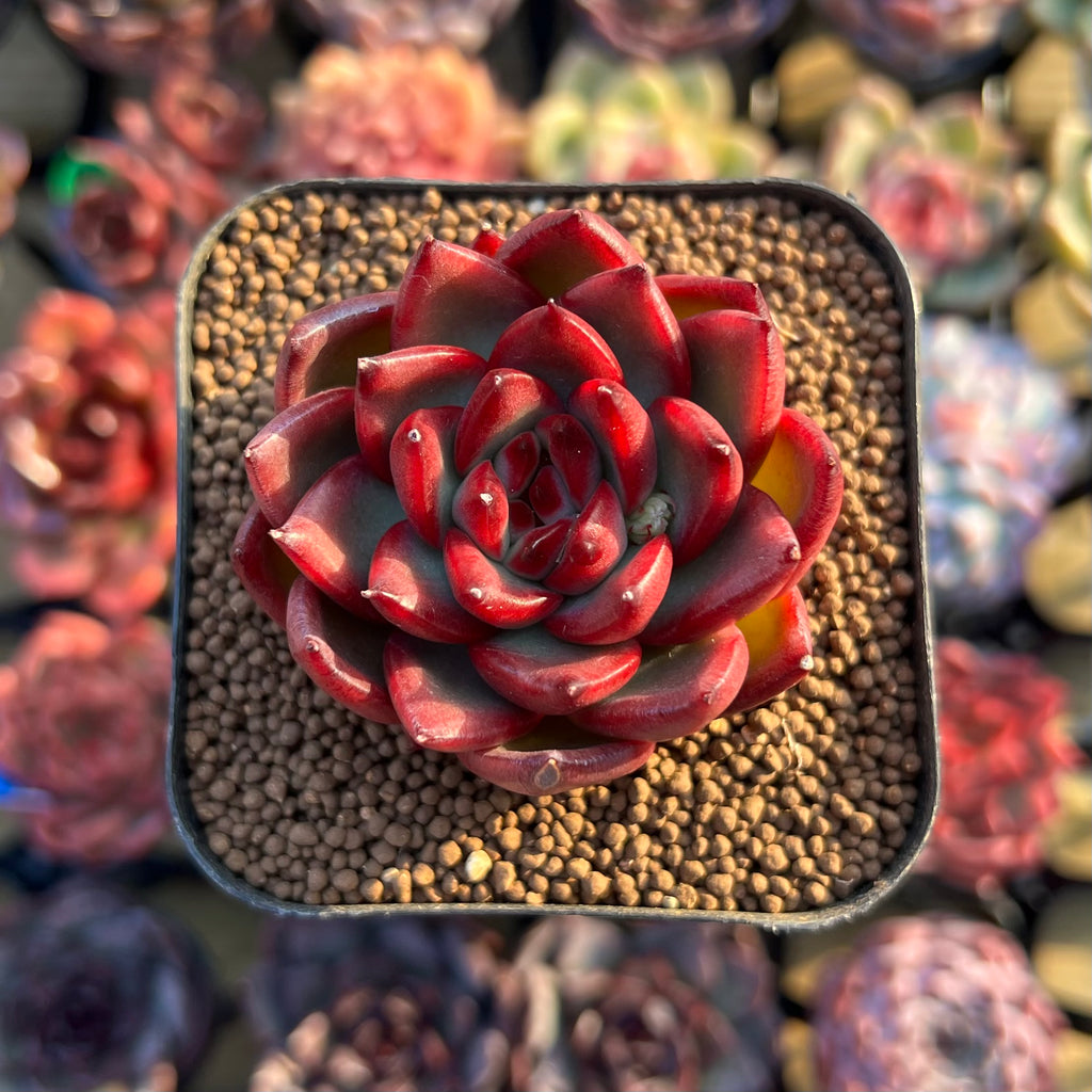 Echeveria Agavoides 'Maxmon' 1"-2" Succulent Plant Cutting – True ...