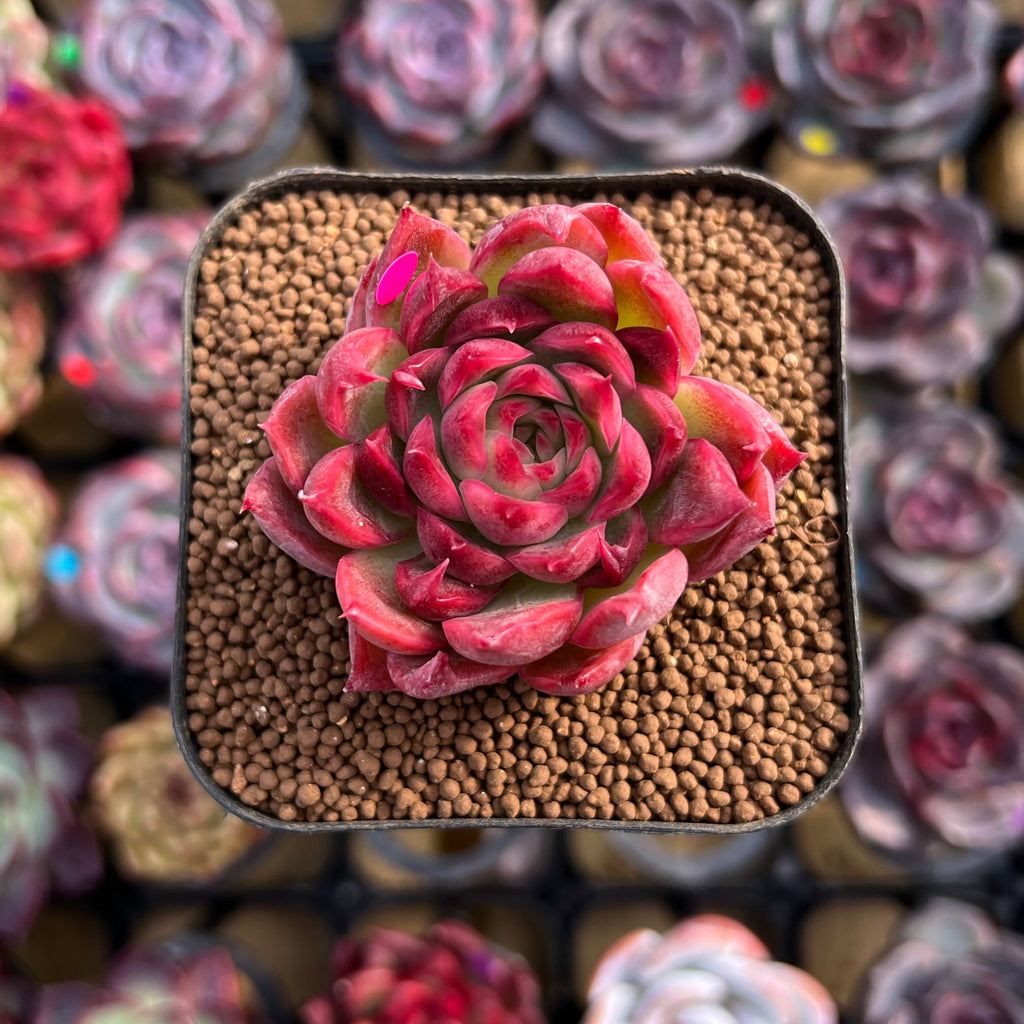 Echeveria 'Angela' 2" Succulent Plant Cutting – True Succulents Plant Co.