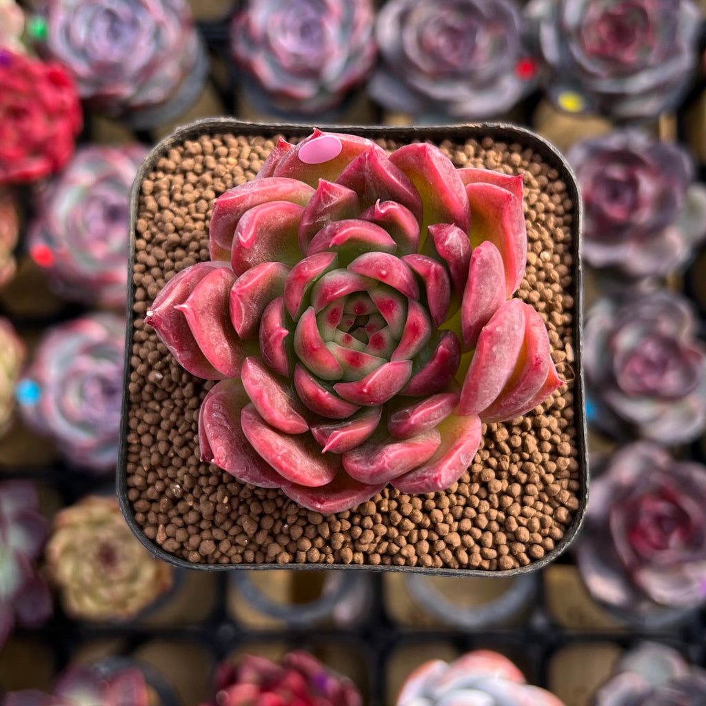 Echeveria 'Angela' 2" Succulent Plant Cutting – True Succulents Plant Co.