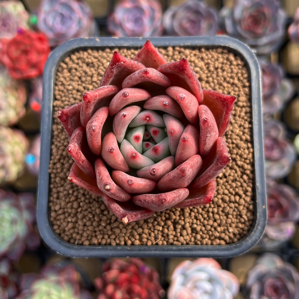 Echeveria Agavoides Hybrid sp. 2" Unique Seed-Grown Hybrid Succulent P ...