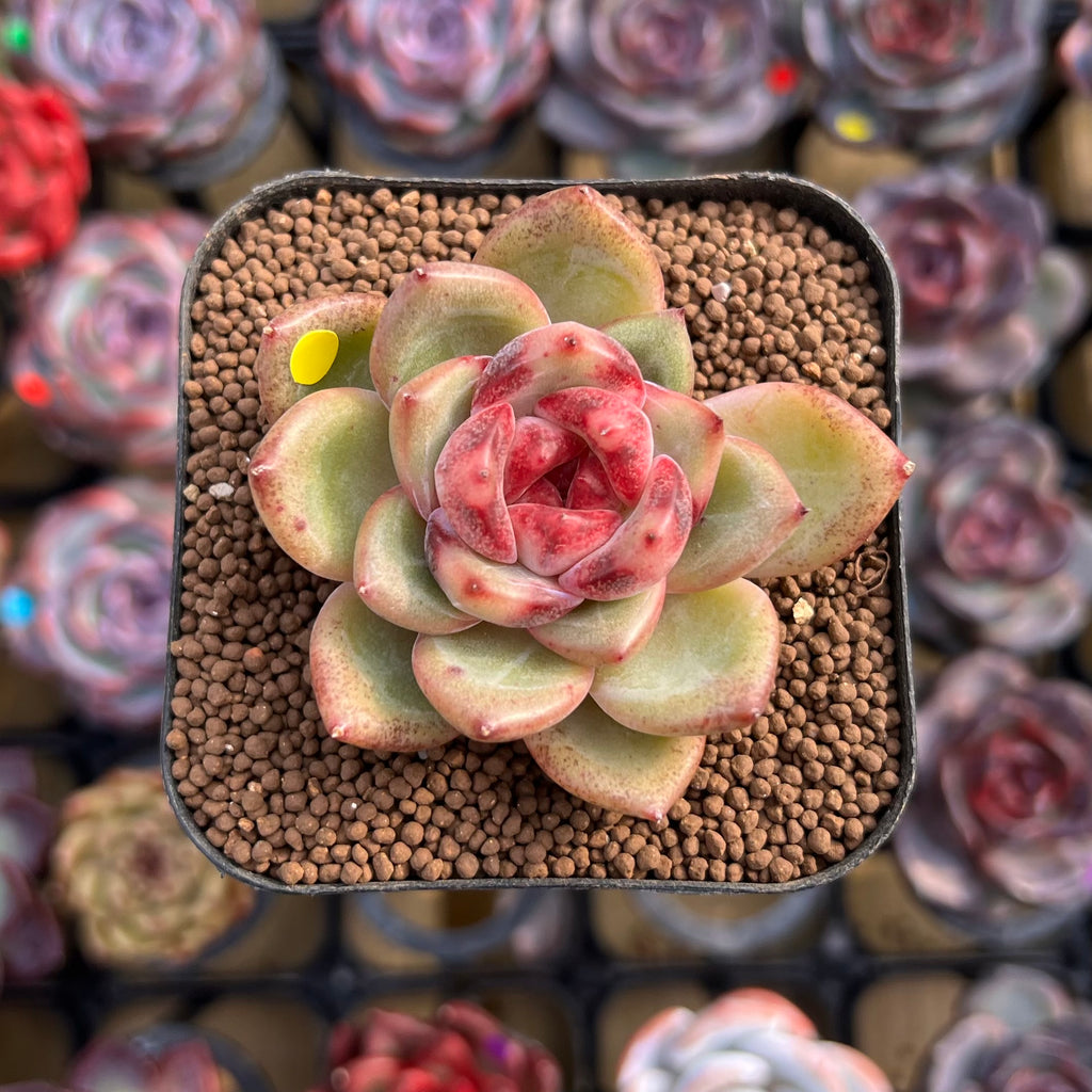 Echeveria Hybrid sp. 2" Flower Village Hybrid Succulent Plant Cutting ...