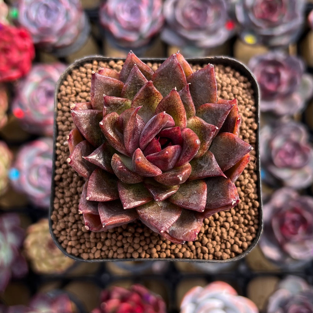Echeveria Hybrid sp. 2" Unique Seed-Grown Hybrid Succulent Plant Cutti ...