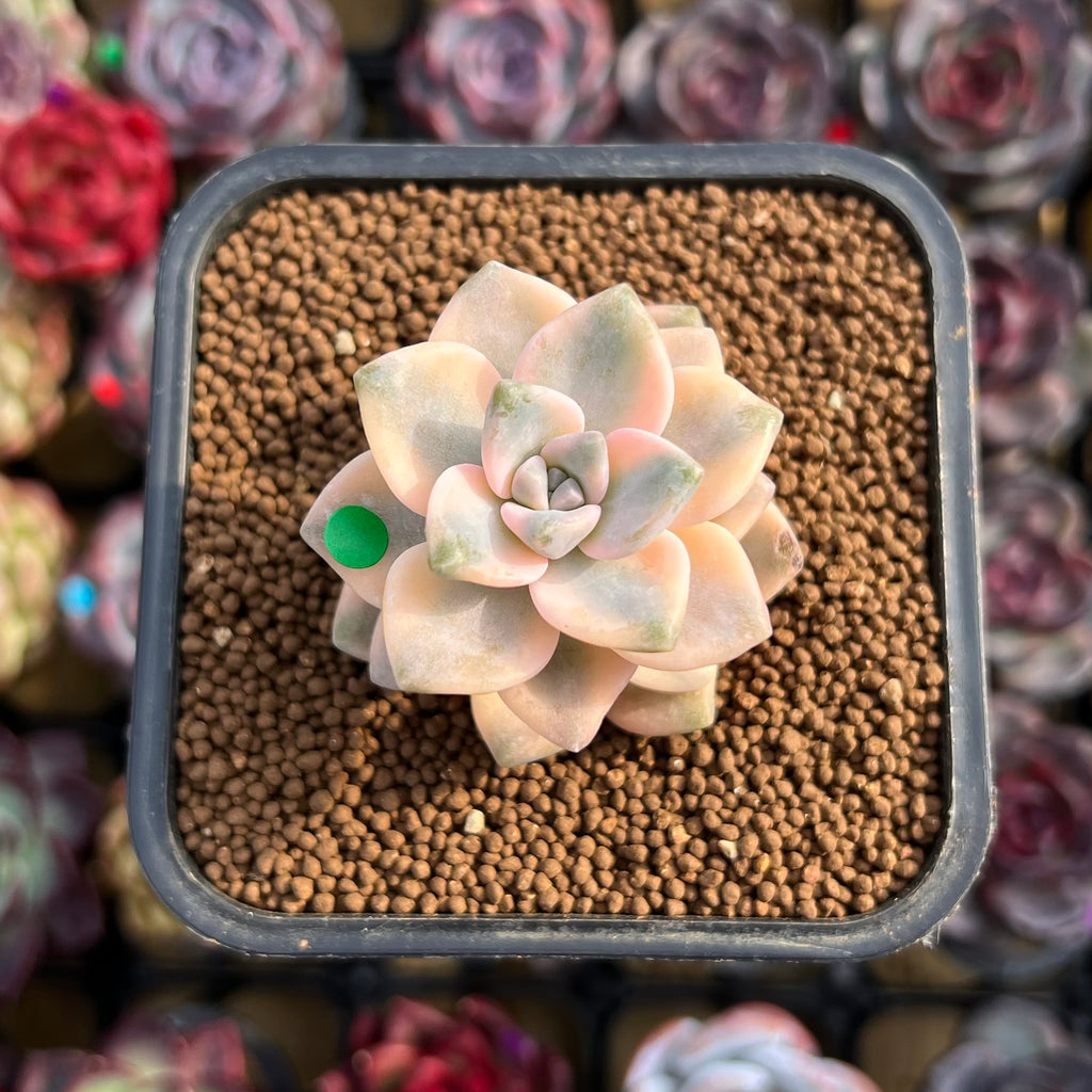 Graptoveria 'Titubans' Variegated 1” Succulent Plant – True Succulents ...