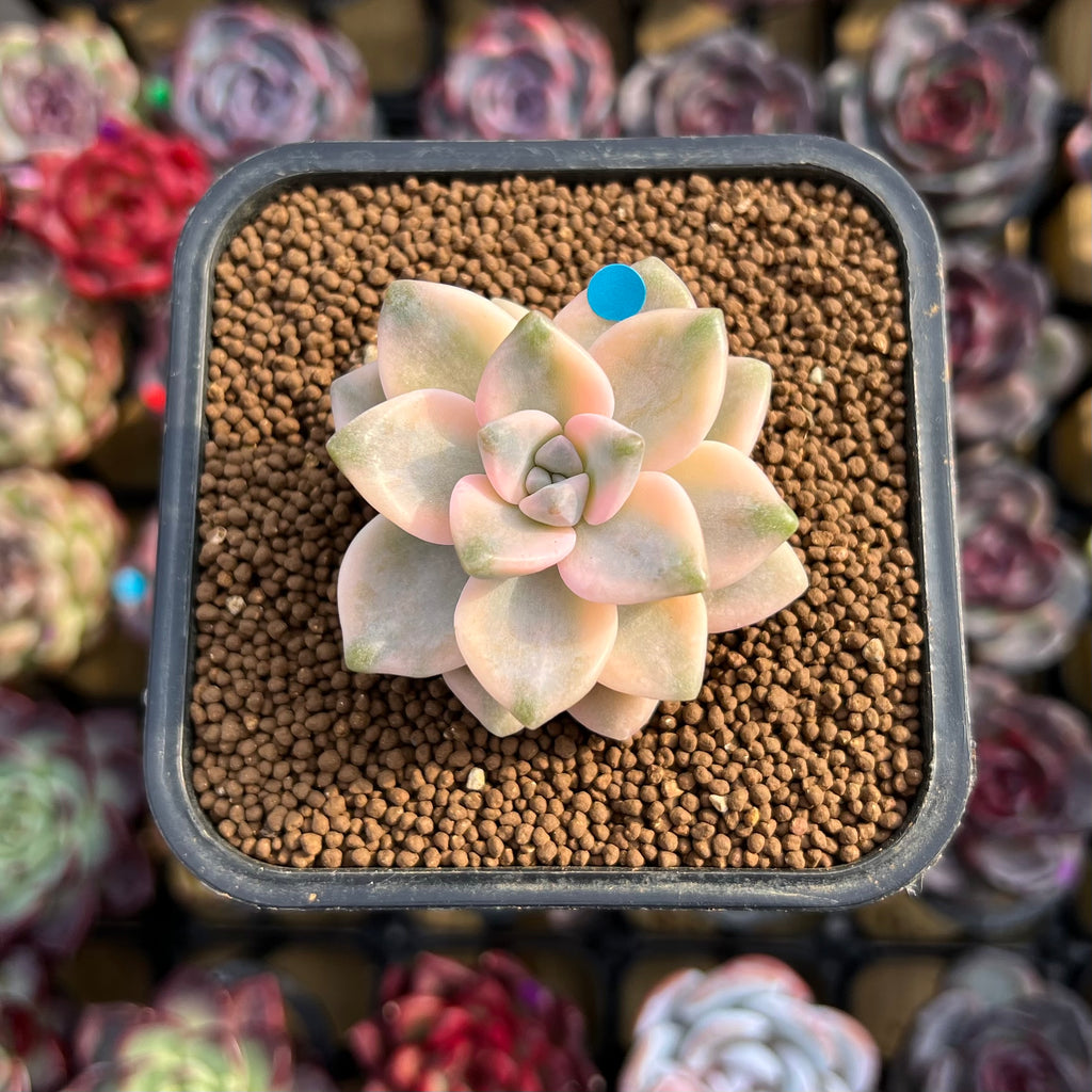 Graptoveria 'Titubans' Variegated 1” Succulent Plant – True Succulents ...