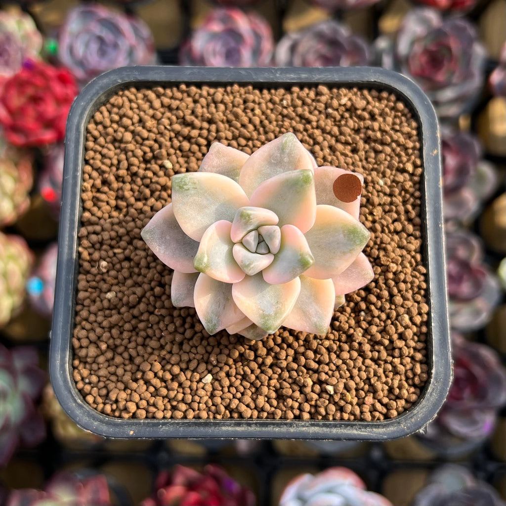Graptoveria 'Titubans' Variegated 1” Succulent Plant – True Succulents ...