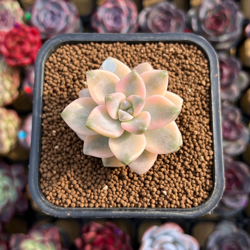 Graptoveria 'Titubans' Variegated 1” Succulent Plant – True Succulents ...