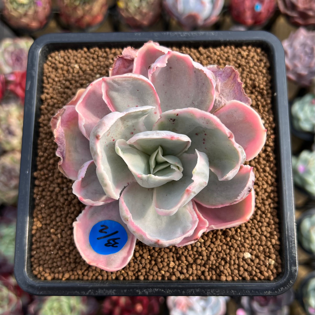 Echeveria 'Pink Angel' Variegated 2"-3" Succulent Plant Cutting – True ...
