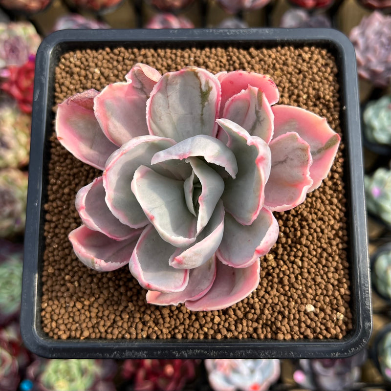 Echeveria 'Pink Angel' Variegated 2"-3" Succulent Plant Cutting – True ...