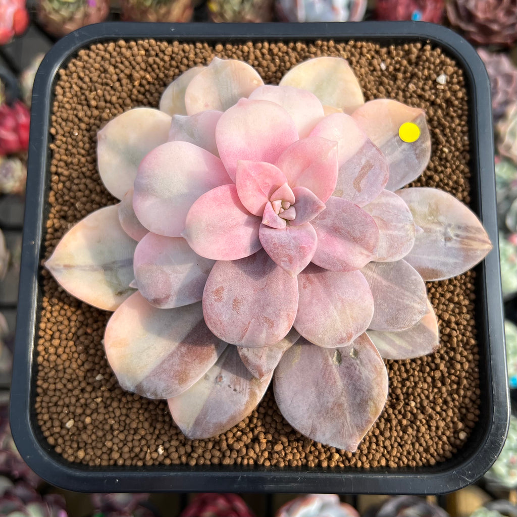 Quetzalcoatlia 'Pentandra Superba' Variegated 4" Succulent Plant (Form ...