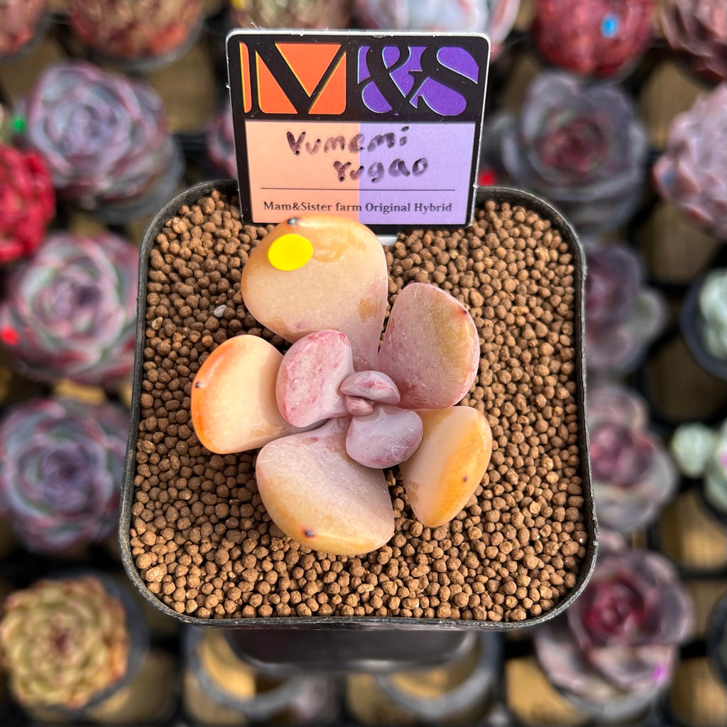 Echeveria 'Yumemi Yugao' ('Brunch Wine' x 'Pink Bubble' Hybrid) 2" Mam ...