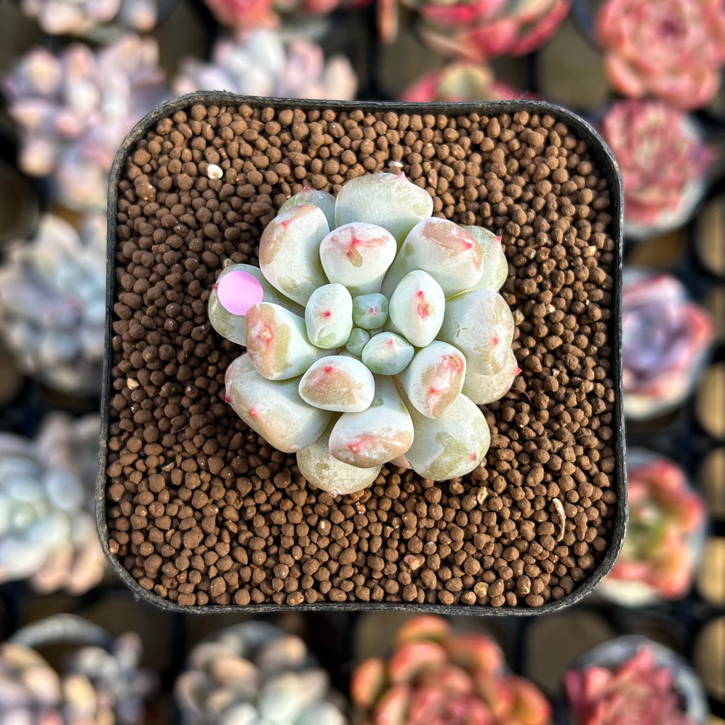 Echeveria Hybrid sp. 1"-2" Seed-Grown Unique Individual Succulent Plan ...