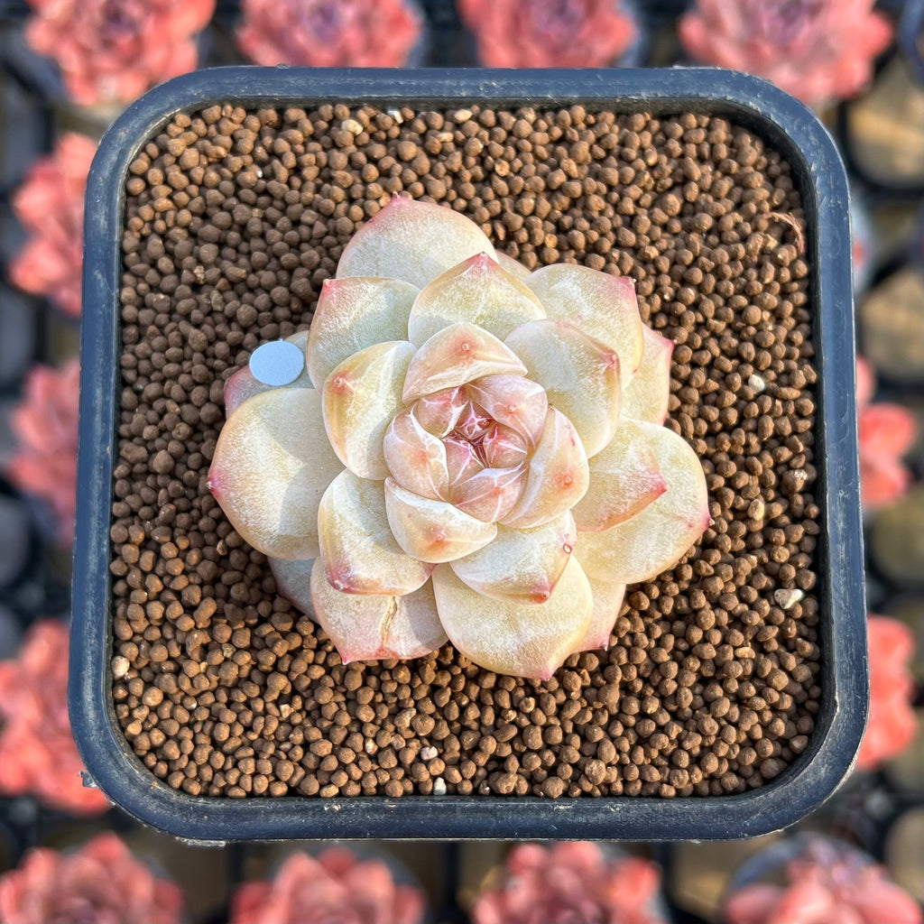 Echeveria 'Pink Diamond' 1" Succulent Plant Cutting – True Succulents ...