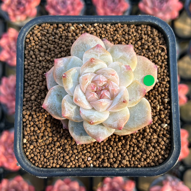 Echeveria 'Pink Diamond' 1" Succulent Plant Cutting – True Succulents ...