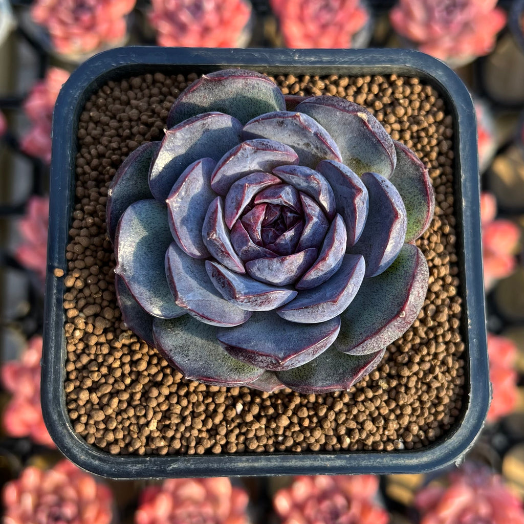 Echeveria 'Purple Oranda' 2" New Hybrid Succulent Plant Cutting – True ...