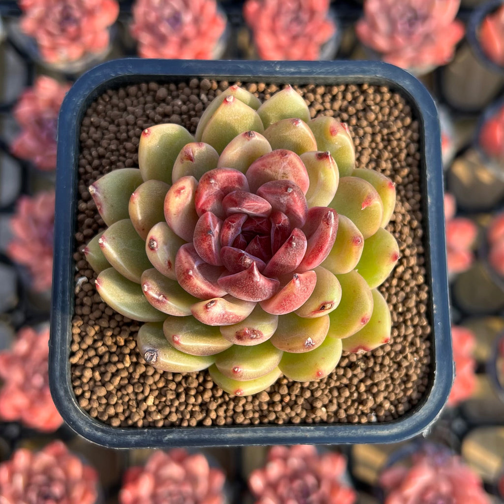 Echeveria 'Elin' 2" Succulent Plant Cutting – True Succulents Plant Co.