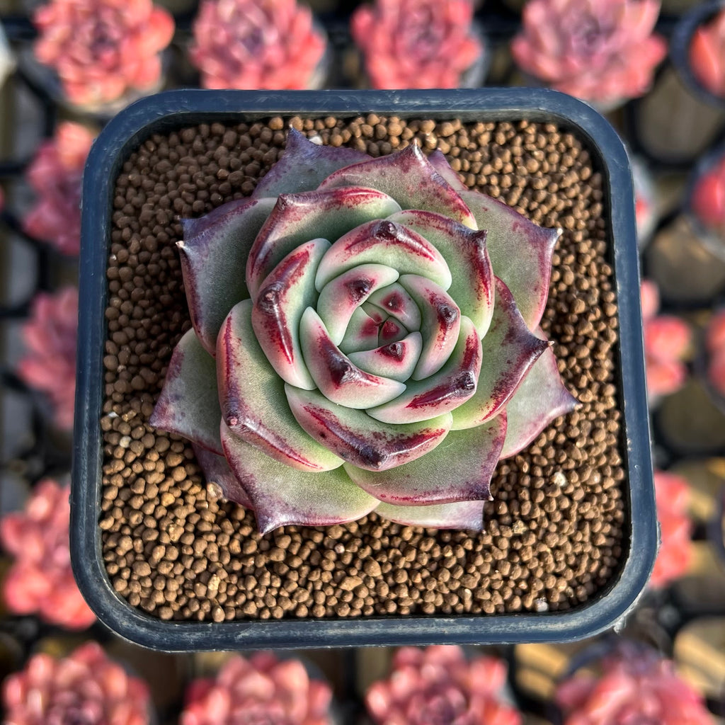 Echeveria Agavoides 'Aini' 2" Succulent Plant Cutting – True Succulents ...