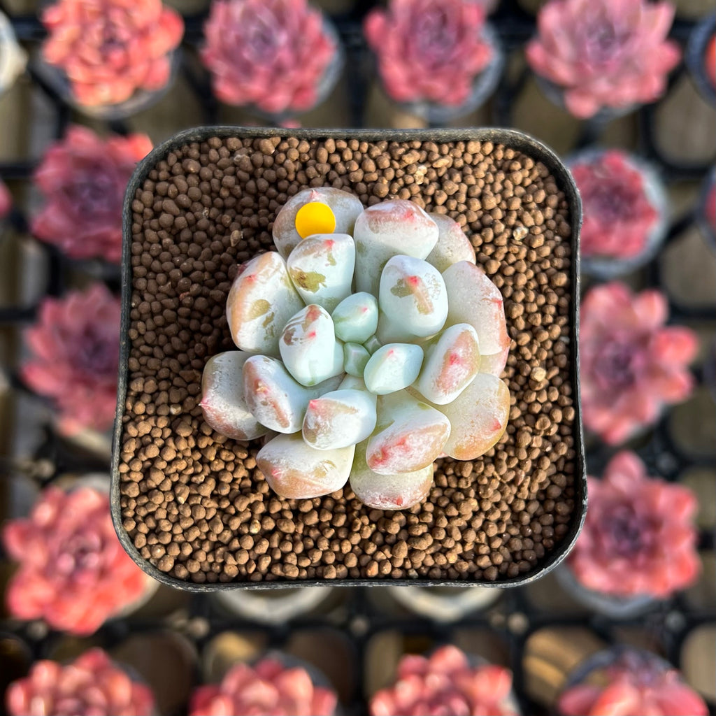 Echeveria Hybrid sp. 1"-2" Seed-Grown Unique Individual Succulent Plan ...