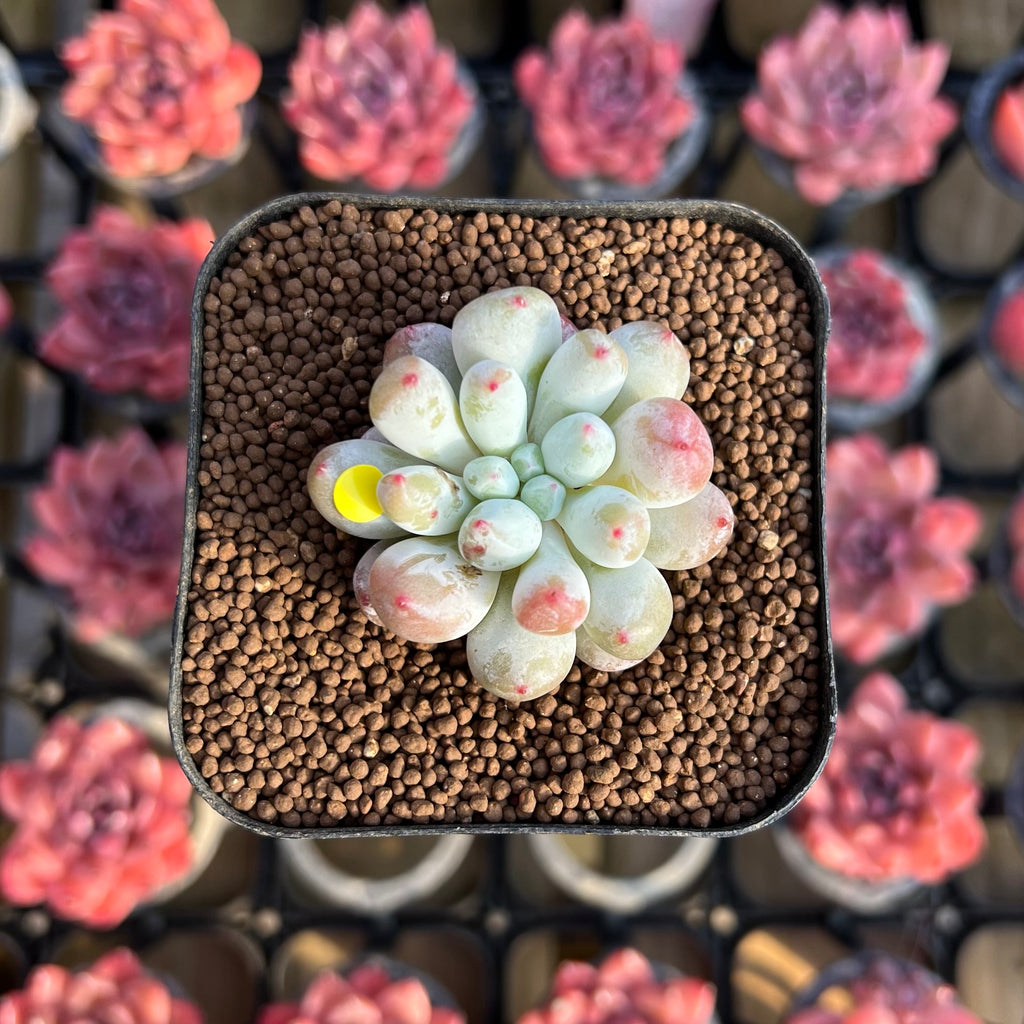 Echeveria Hybrid sp. 1"-2" Seed-Grown Unique Individual Succulent Plan ...