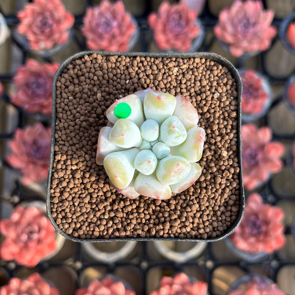 Echeveria Hybrid sp. 1"-2" Seed-Grown Unique Individual Succulent Plan ...
