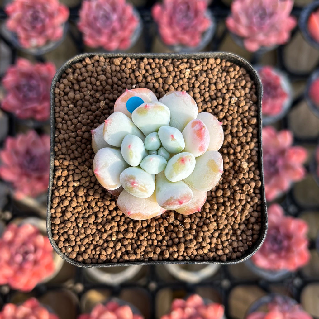 Echeveria Hybrid sp. 1"-2" Seed-Grown Unique Individual Succulent Plan ...