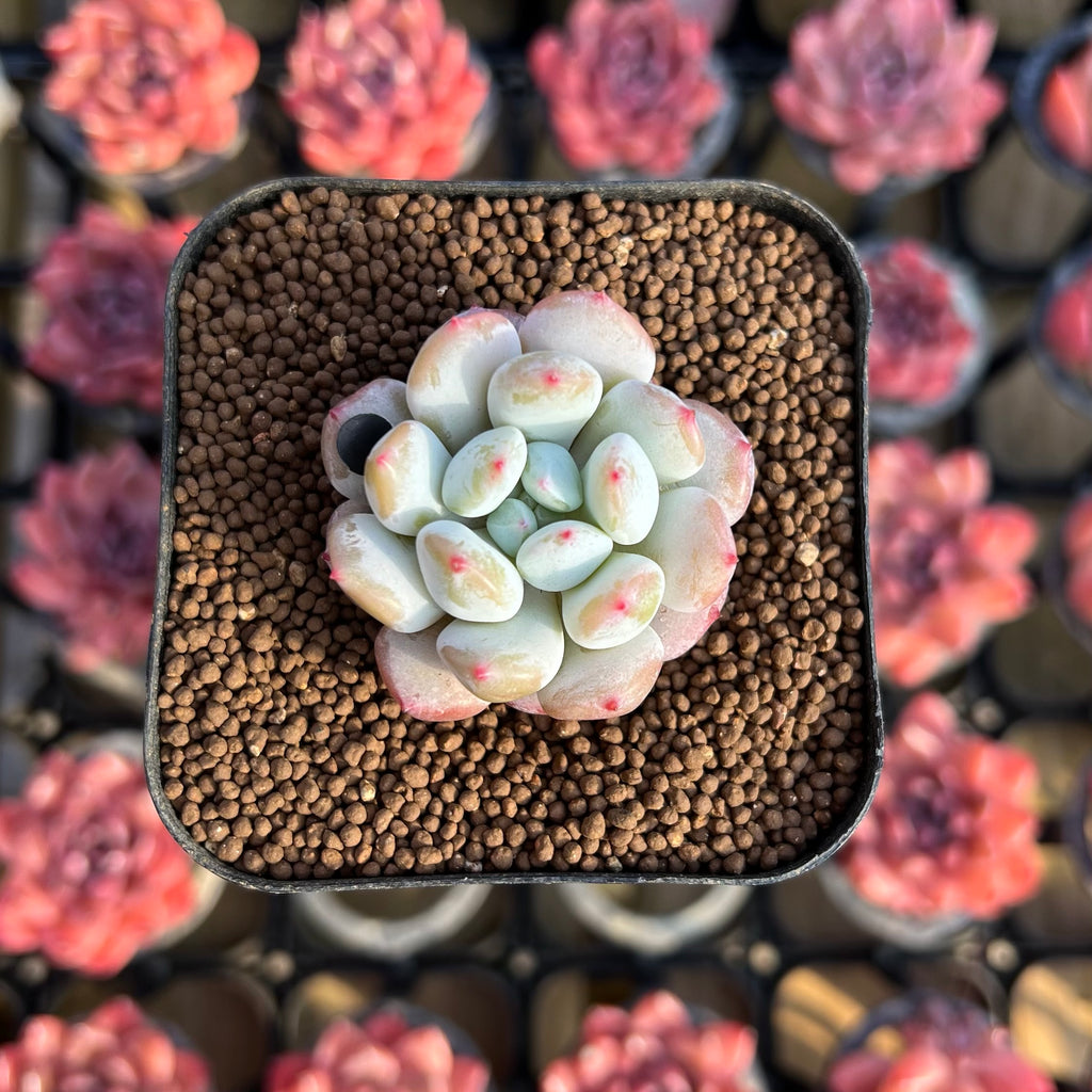 Echeveria Hybrid sp. 1"-2" Seed-Grown Unique Individual Succulent Plan ...