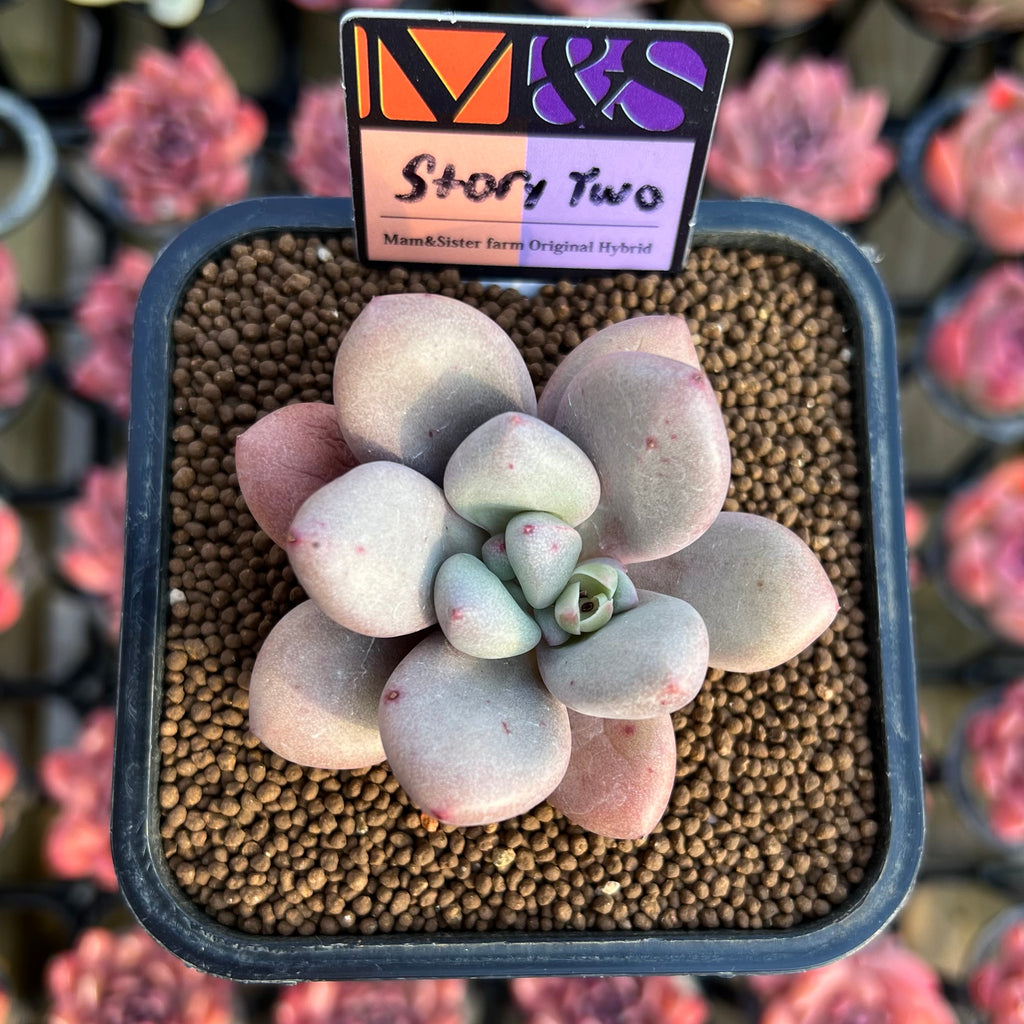 Pachyphytum 'Story Two' 2" Mam&Sister Farm Original Japanese Hybrid Su ...