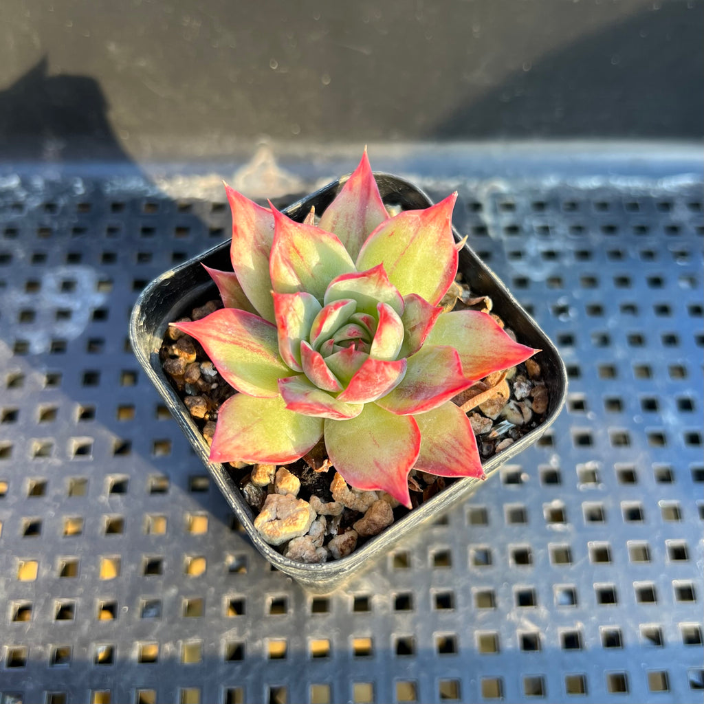 Echeveria 'Casio' Variegated 1"-2" Succulent Plant – True Succulents ...