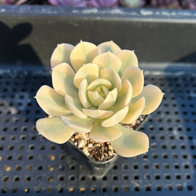 Echeveria Runyonii Variegated (Aka Echeveria 'Akaihosi' Variegated) 2 ...