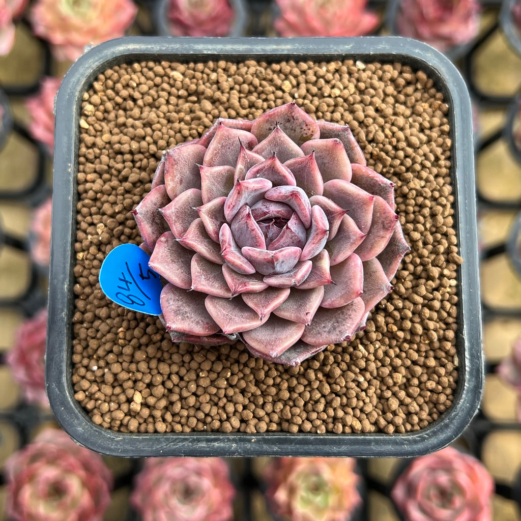 Echeveria 'Daisy' 2" Succulent Plant Cutting – True Succulents Plant Co.