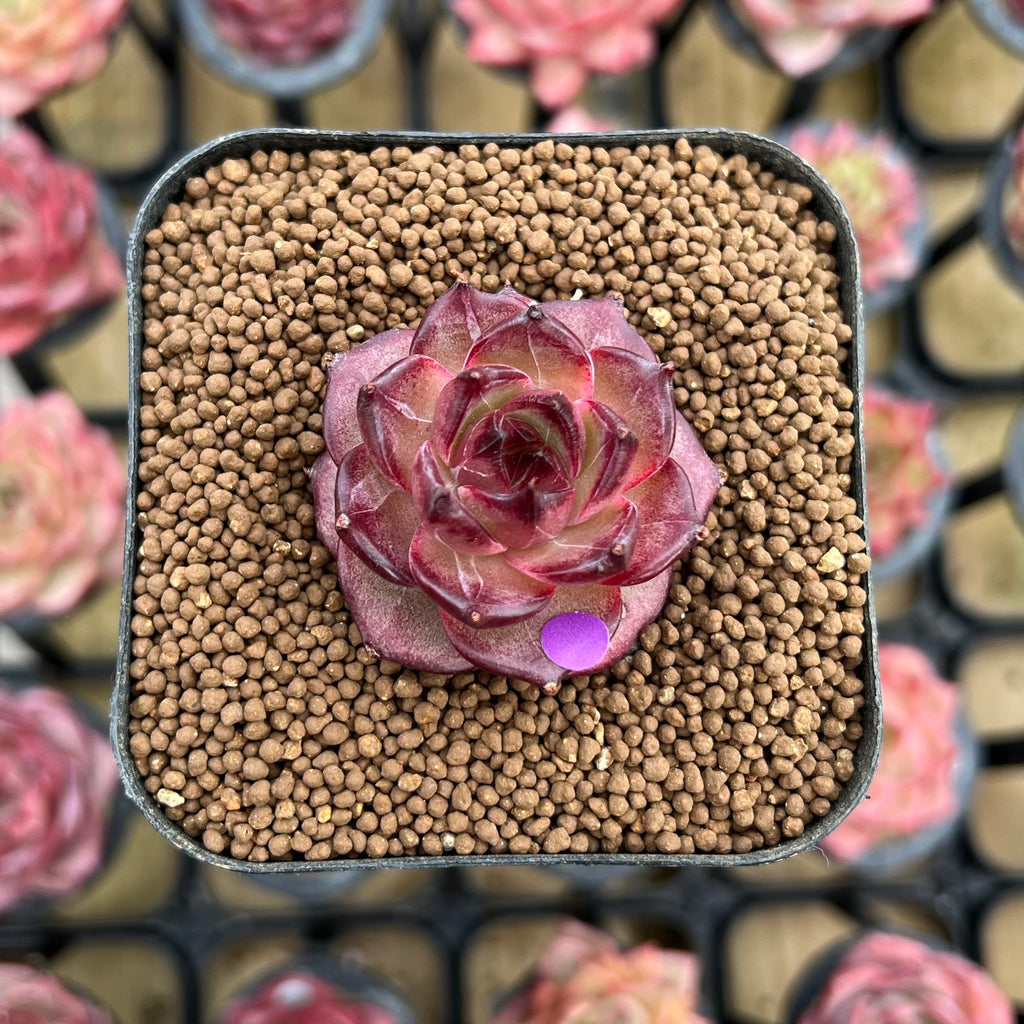 Echeveria Hybrid sp. 1"-2" Seed-Grown Unique Individual Succulent Plan ...