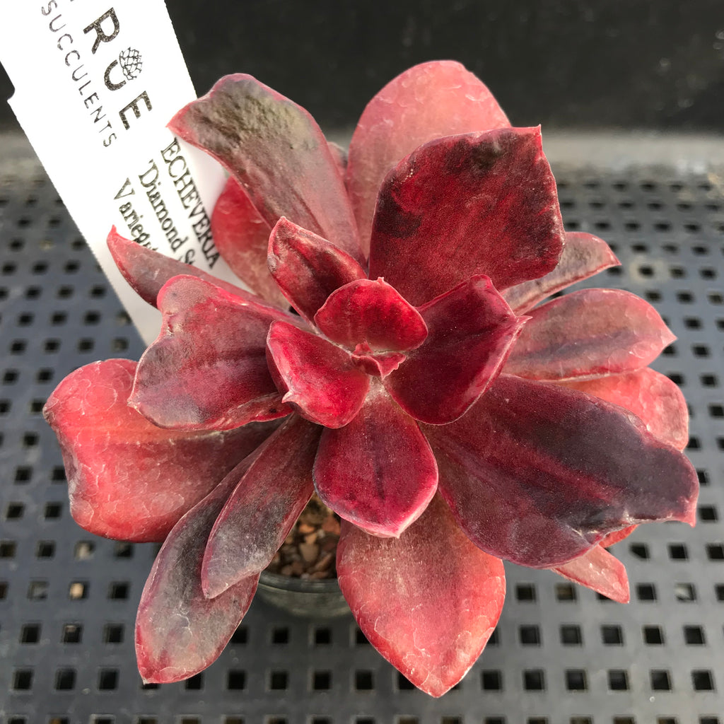 Echeveria 'Diamond State' Variegated 2"-3" Succulent Plant – True ...