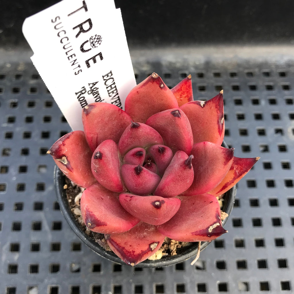 Echeveria Agavoides 'Romeo' 2" Succulent Plant – True Succulents Plant Co.