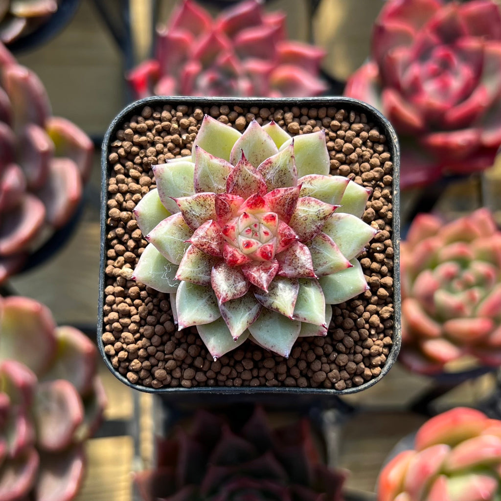Echeveria sp. 1" Seed-Grown Hybrid Succulent Plant Cutting – True ...