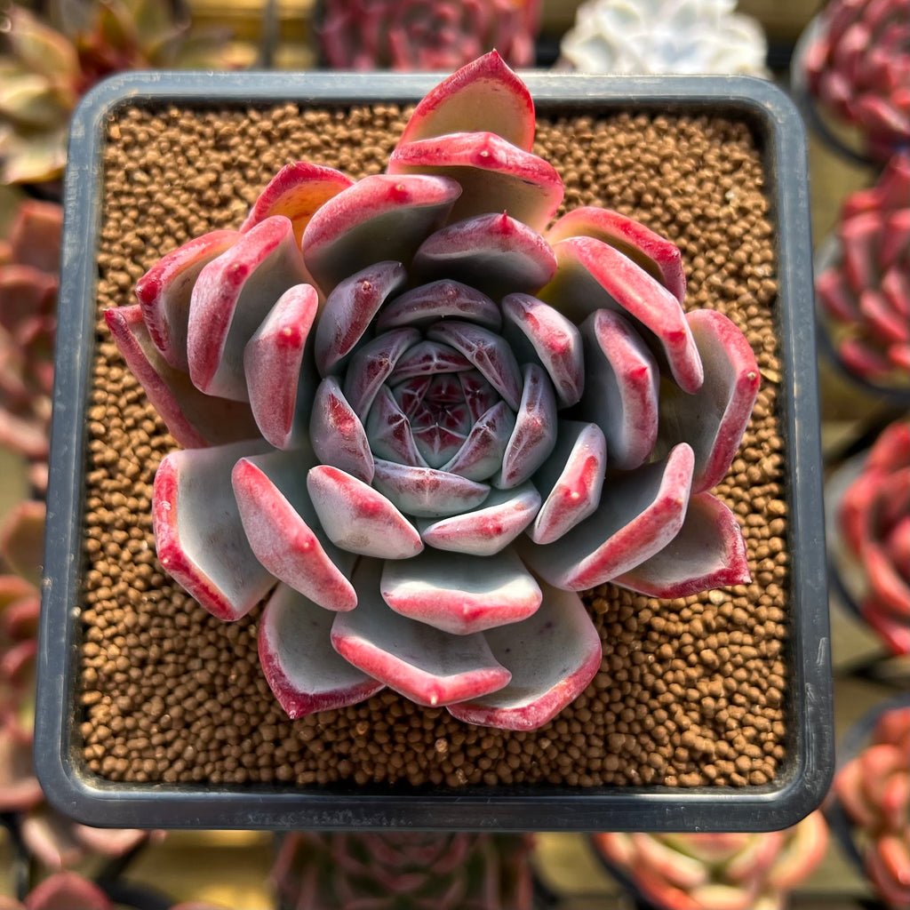 Echeveria 'Colorata' 3" Succulent Plant Cutting – True Succulents Plant Co.