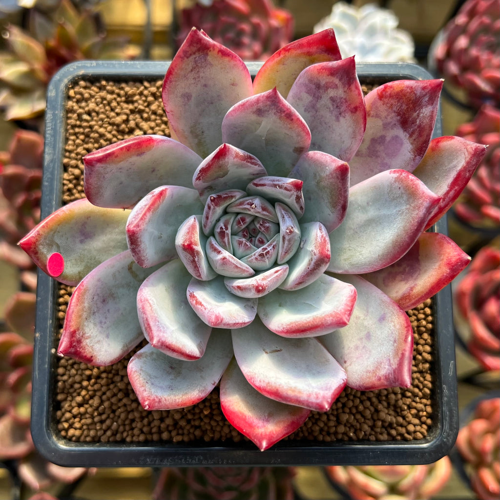 Echeveria 'Colorata' 3" Succulent Plant Cutting – True Succulents Plant Co.